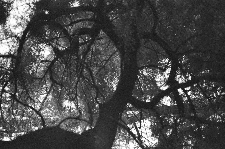 Chaos Tree | Shutterbug